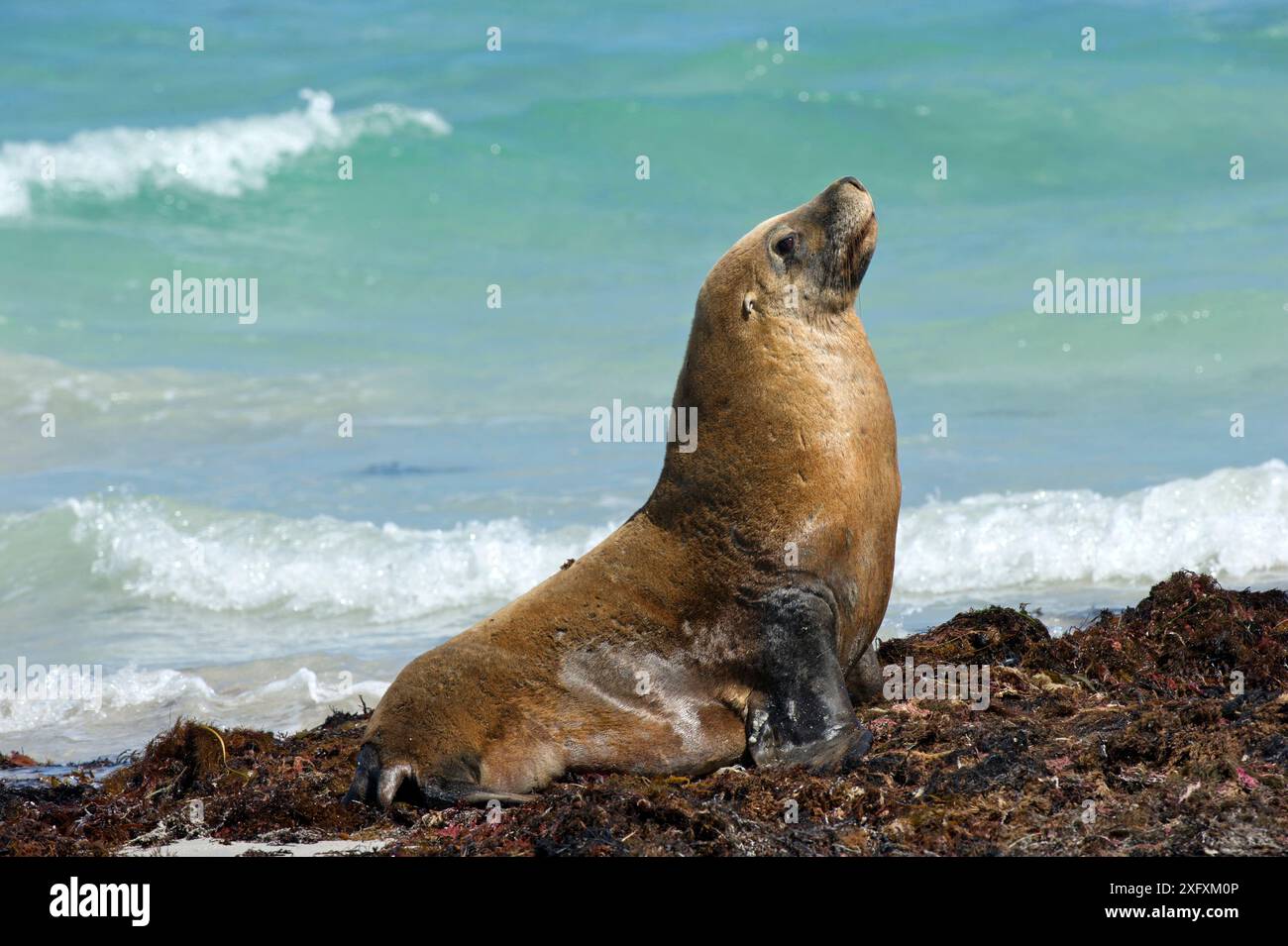 Australian sea lion (Neophoca cinerea) male basking on seaweed on beach ...