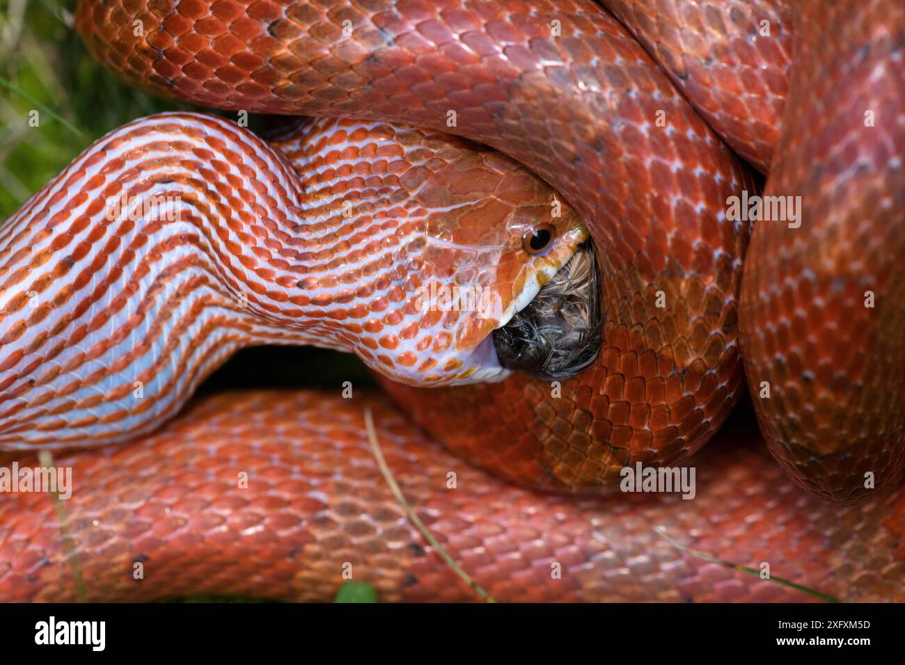 Corn snake (Pantherophis guttatus) eating an American robin (Turdus ...