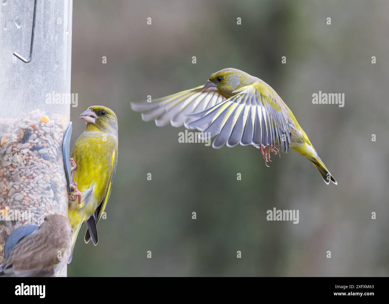European Greenfinch [ Chloris chloris ] Male bird in flight at garden ...