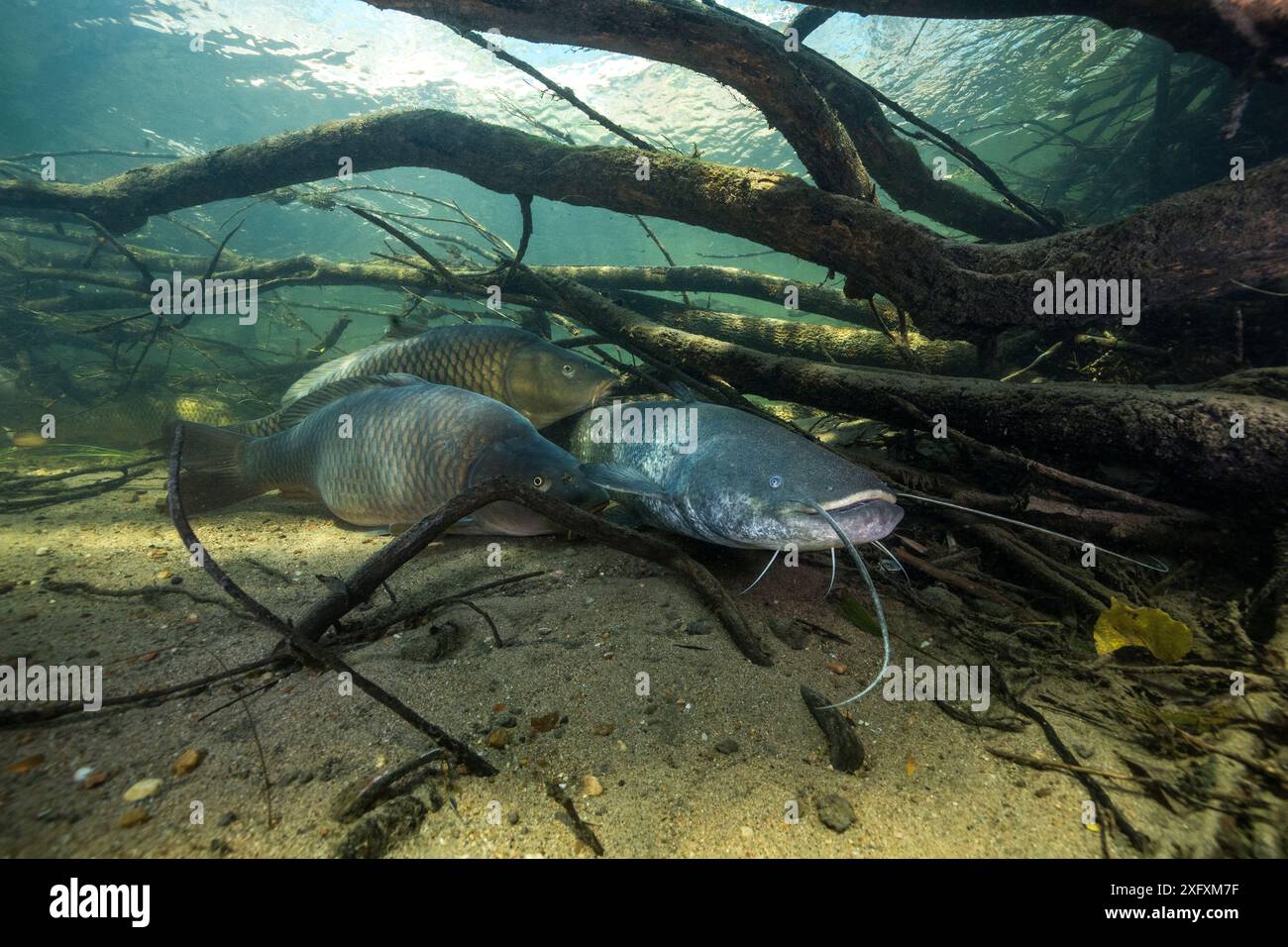 Wels catfish (Silurus glanis) and Common carp (Cyprinus carpio), three ...