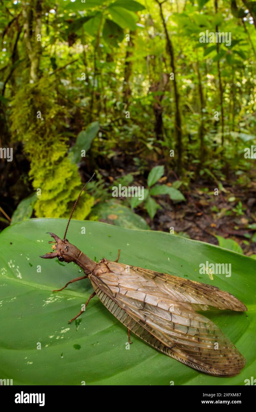 Dobsonfly female (Corydalinae) in cloud forest, Manu Biosphere Reserve ...