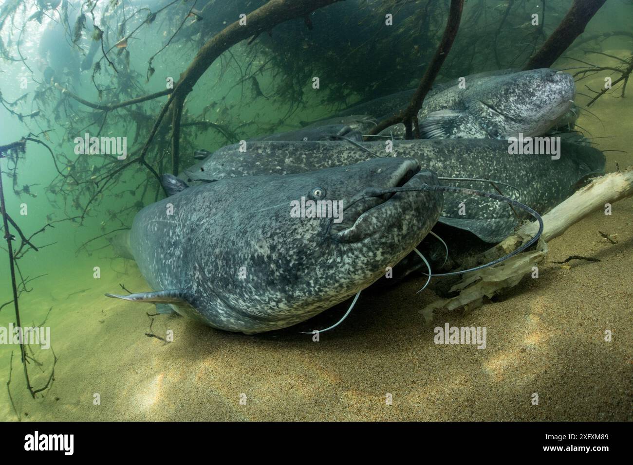 Wels catfish (Silurus glanis), group on riverbed, River Loire, France ...