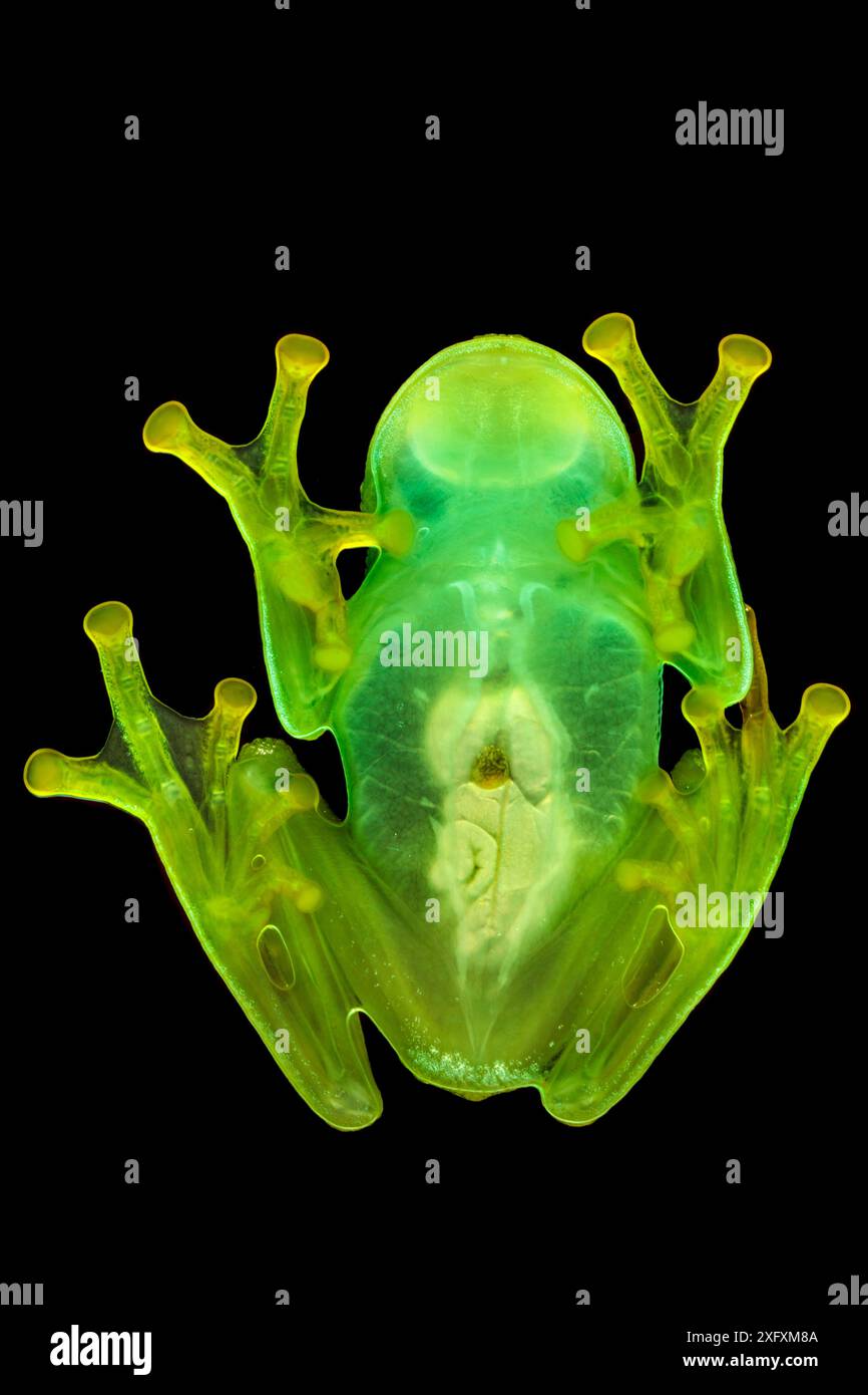 Glass Frog (Centrolenidae, probably Hyalinobatrachium sp.) photographed ...