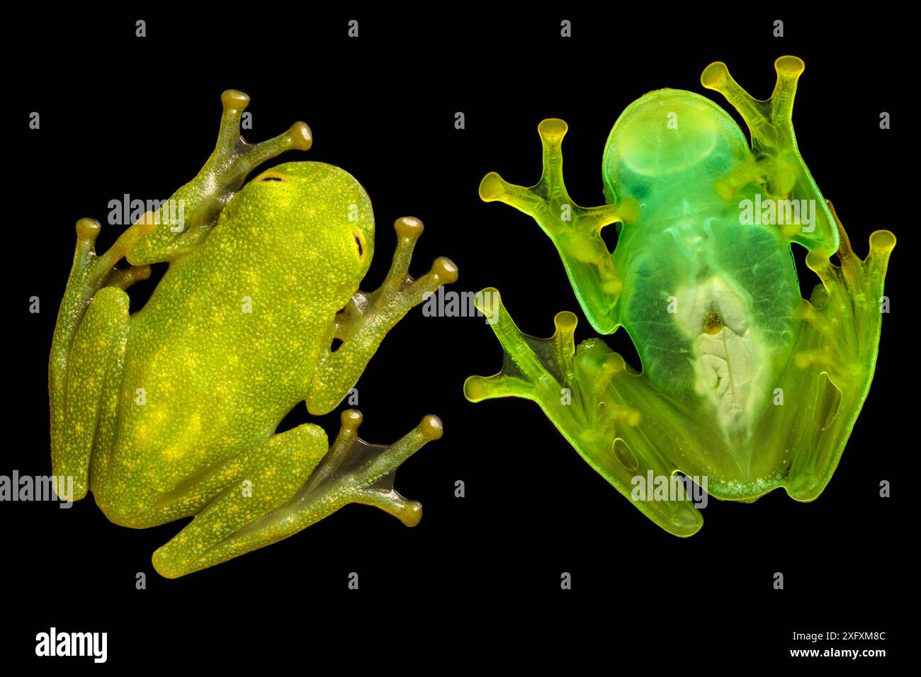 Glass Frog (Centrolenidae, probably Hyalinobatrachium sp.) photographed ...