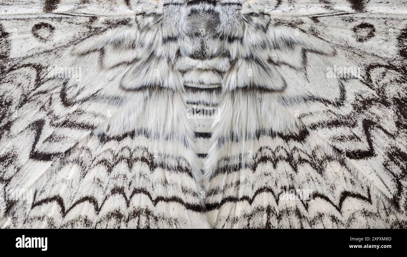 Detail of White Witch Moth (Thysania agrippina) in cloud forest, Manu ...