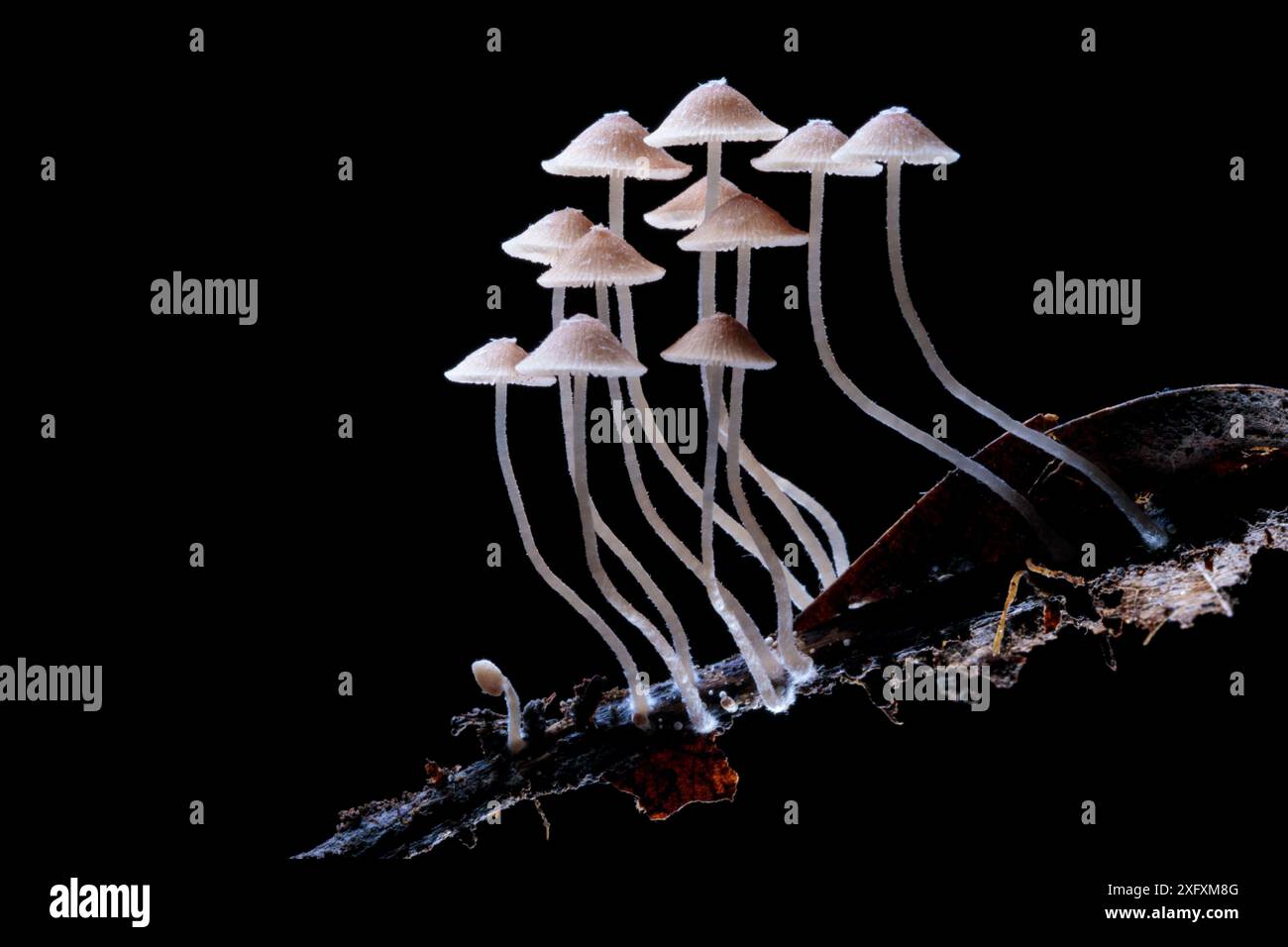 Toadstools (Mycena sp.) growing on rainforest floor. Manu Biosphere ...