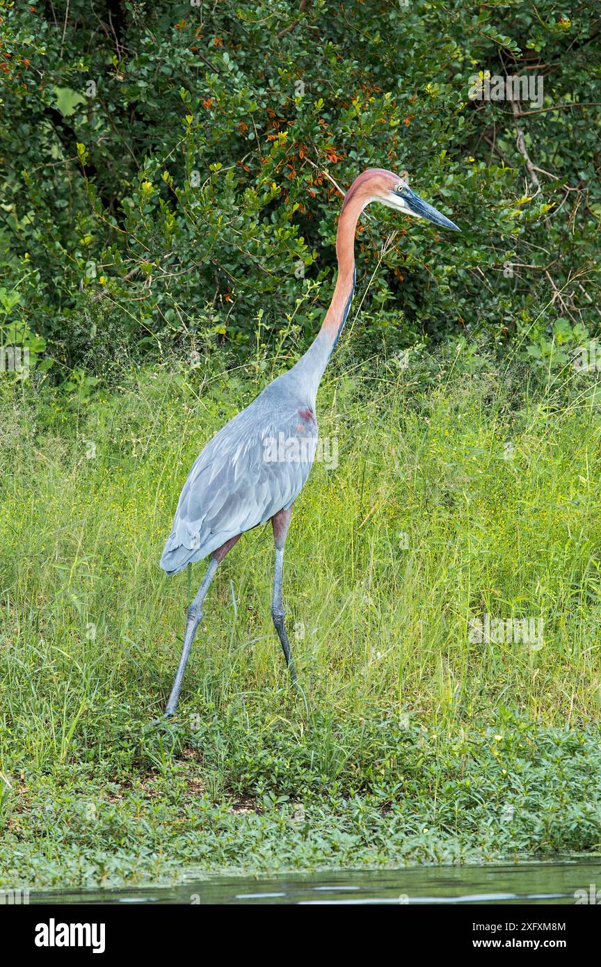 Goliath heron wildlife africa hi-res stock photography and images - Alamy