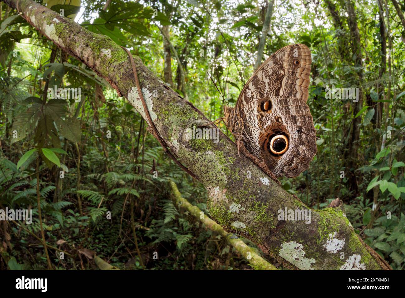 Owl Butterfly (Caligo sp.) resting amongst understory vegetaion, Manu ...