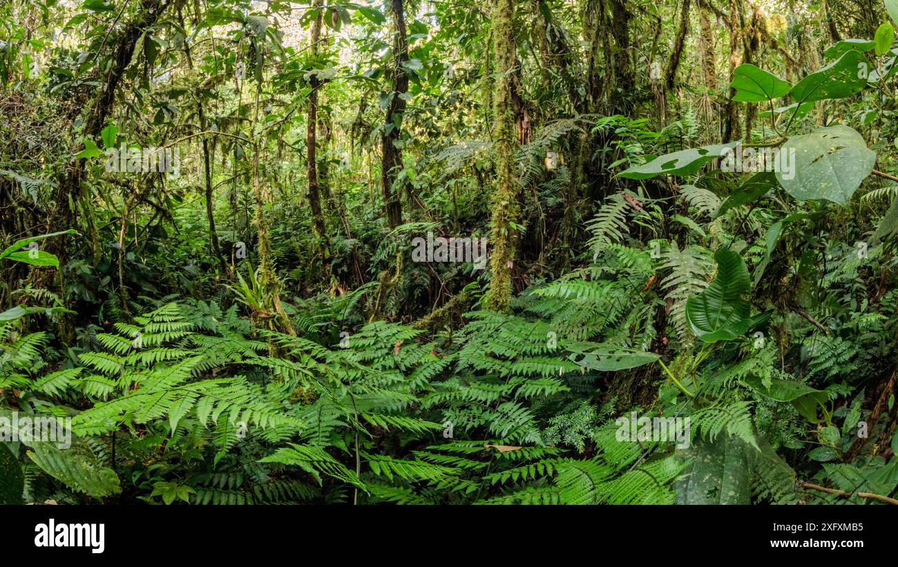 Understory plants in cloud forest, Manu Biosphere Reserve, Amazonia ...