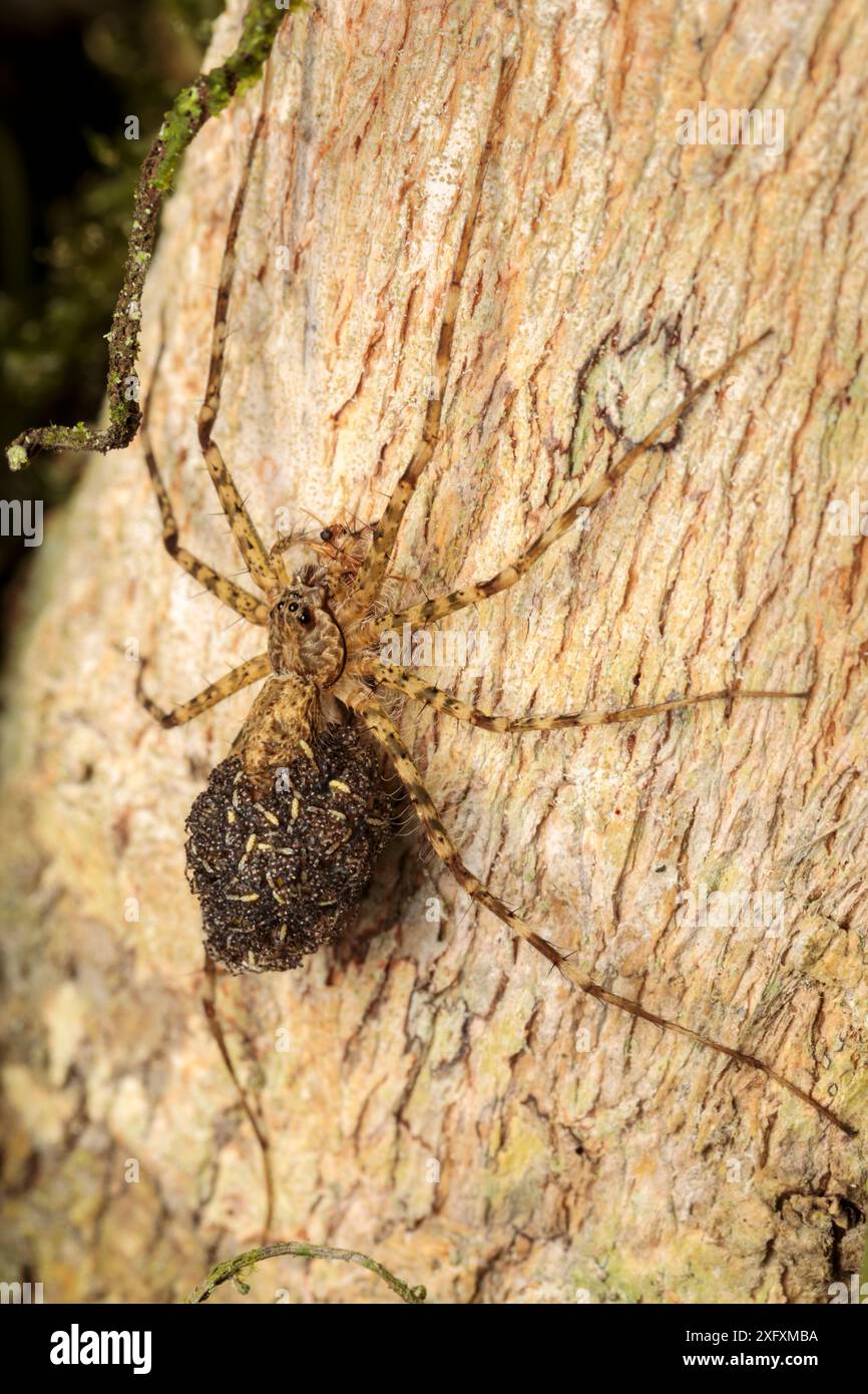 Longlegged Water Spider (Trechaleidae) carrying spiderlings. Lowland ...