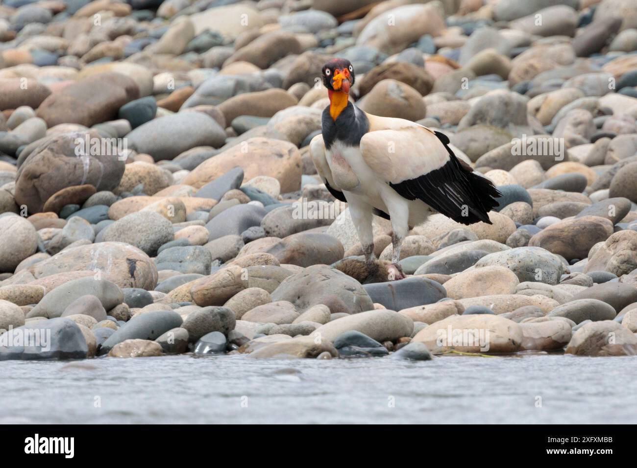 King Vulture (Sarcoramphus papa) scavenging carcass of a Bush Dog ...