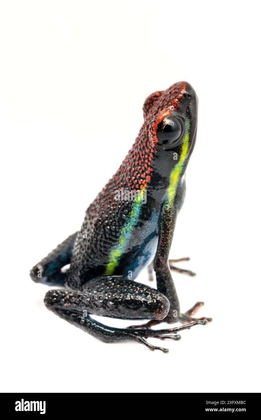 Manu Poison Frog (Ameerega macero) photographed in mobile field studio ...