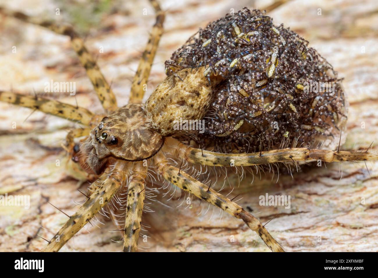 Longlegged Water Spider (Trechaleidae) carrying spiderlings. Lowland ...