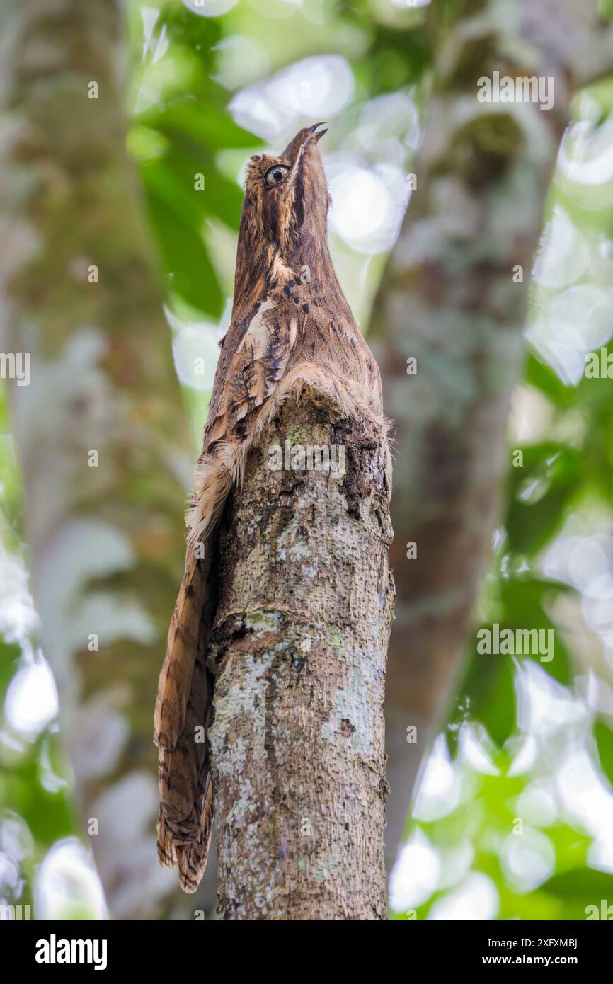 Long-tailed Potoo (Nyctibius aethereus) camouflaged on a tree stump ...