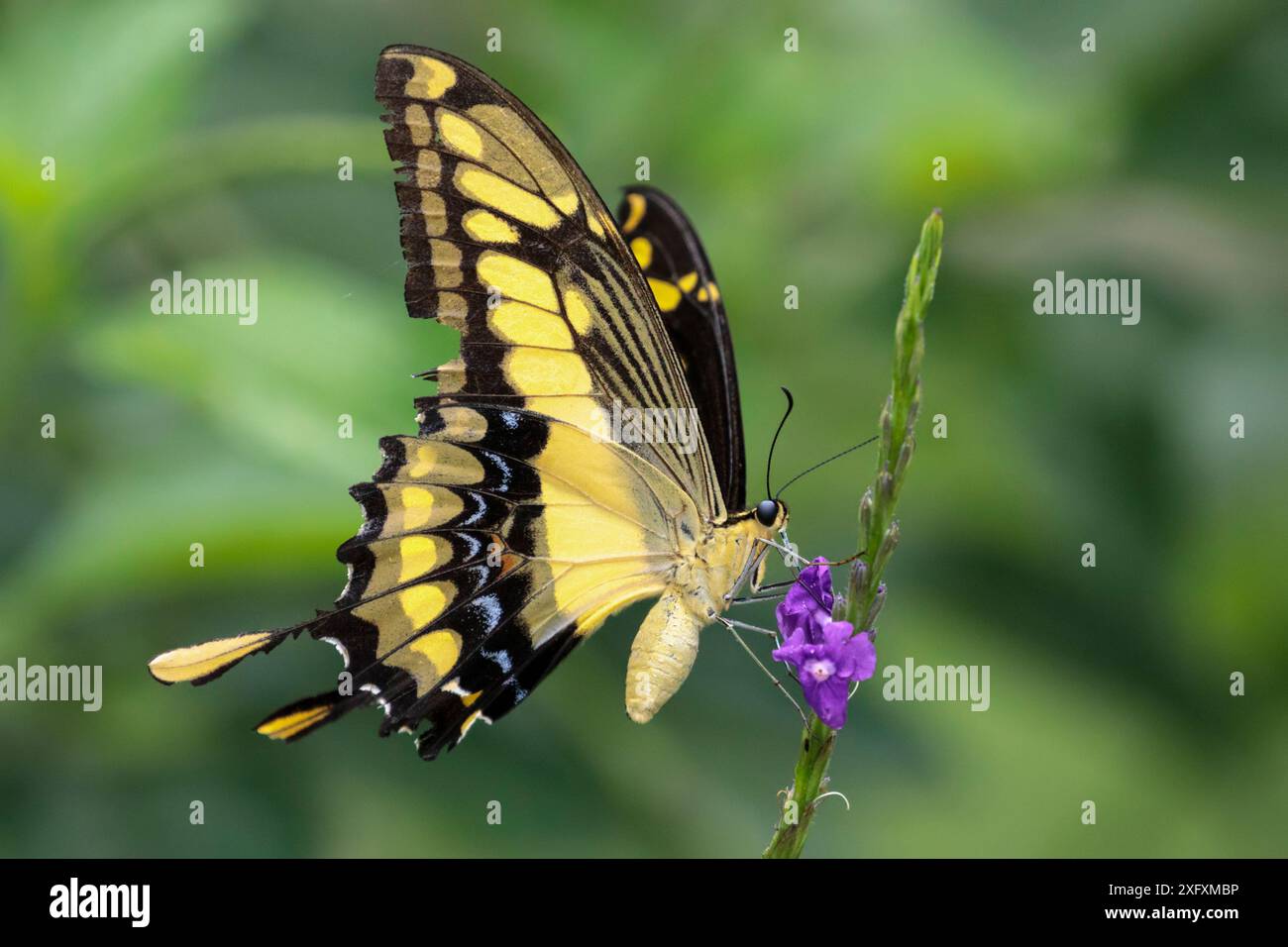 King Swallowtail (Papilio thoas) Manu Biosphere Reserve, Amazonia, Peru ...