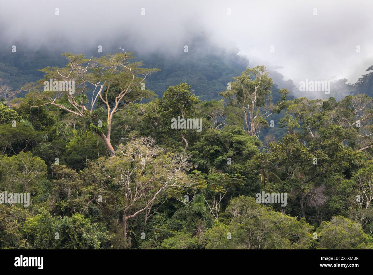 Lowland rainforest along the banks of the Madre de Dios River, Manu ...