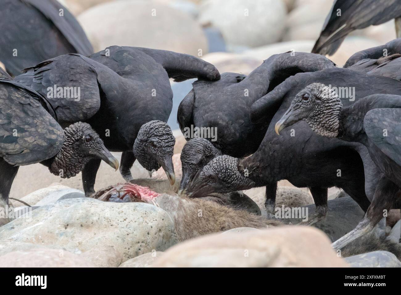 Black Vultures (Coragyps atratus) scavenging carcass of a Bush Dog ...