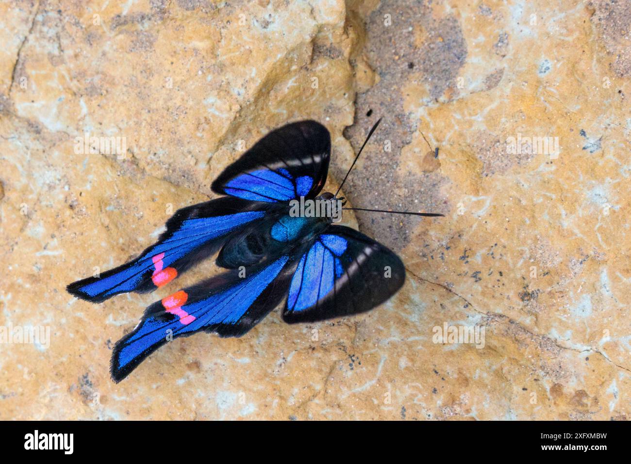 Blue Doctor butterfly (Rhetus periander) drinking salts from mineral ...