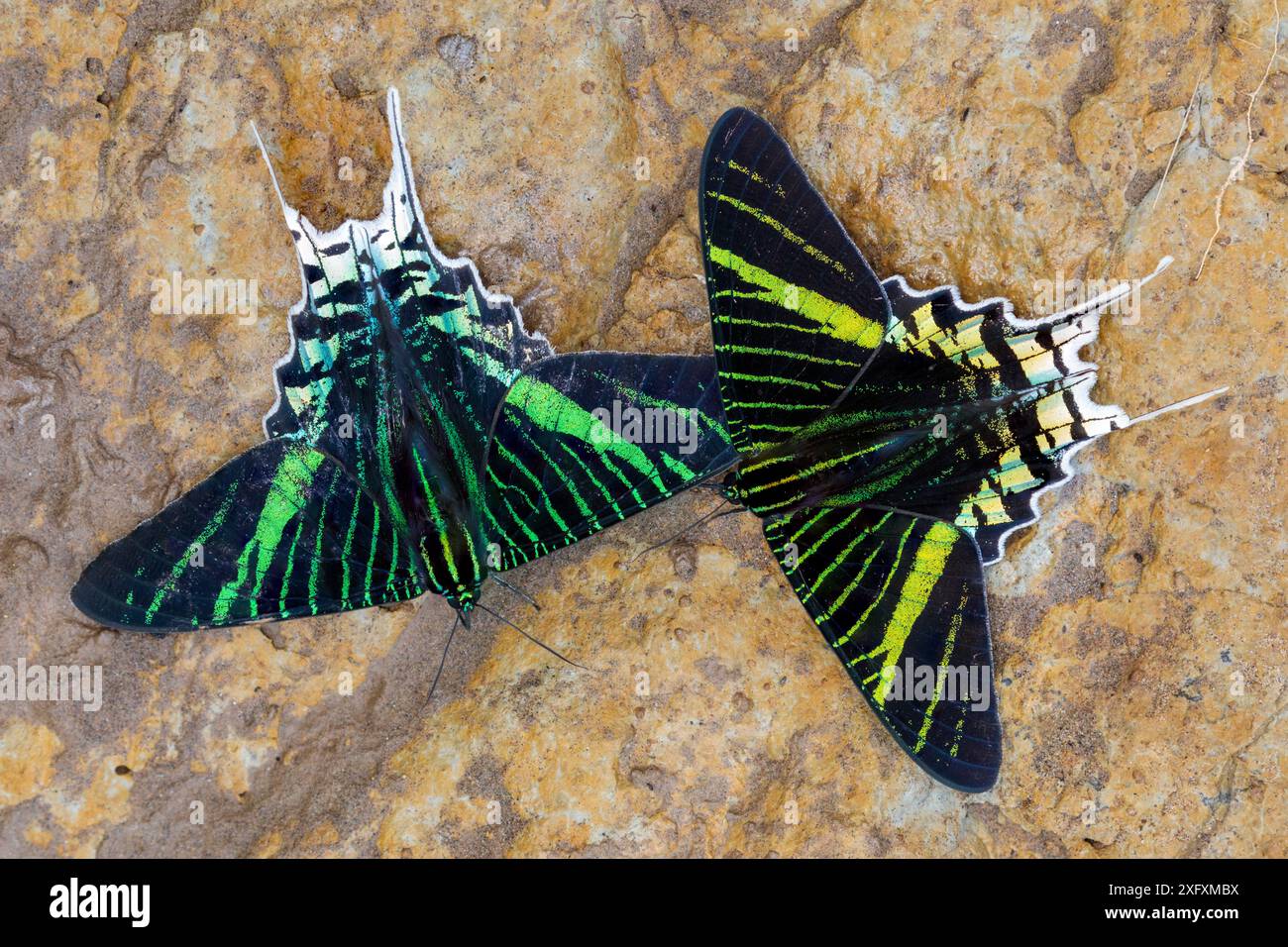 Green-banded Urania (Urania leilus) moths drinking salts from mineral ...