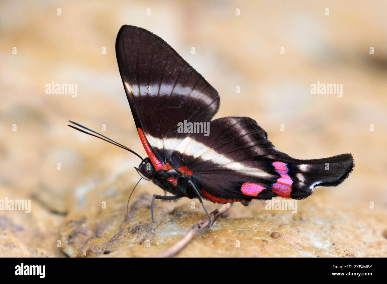 Diorina hi-res stock photography and images - Alamy