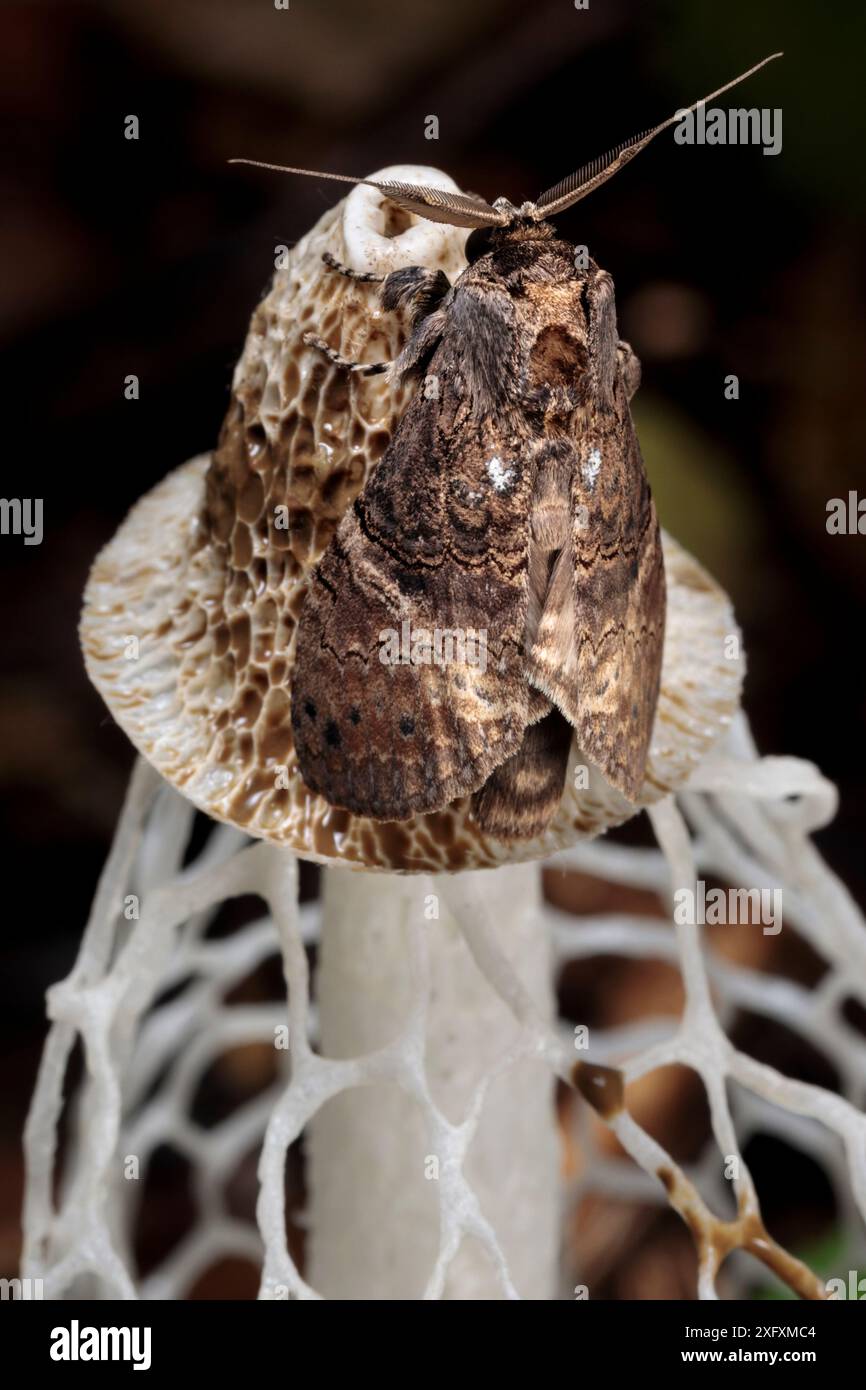 Moth feeding on Bridal Veil Stinkhorn (Phallus indusiatus), growing on ...