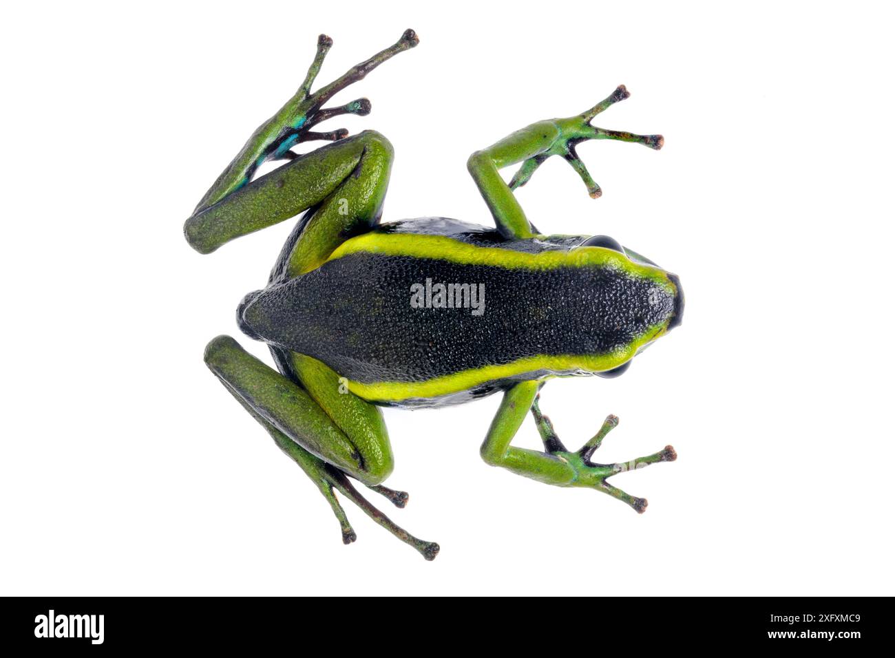 Three-striped poison frog (Ameerega trivittata) photographed on a white ...