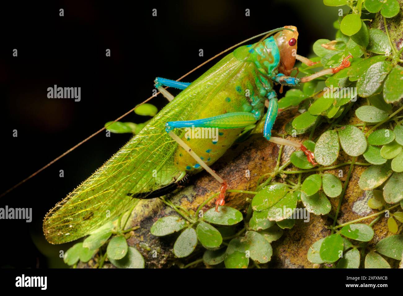 Katydid (Tettigoniidae), Manu Biosphere Reserve, Amazonia, Peru ...