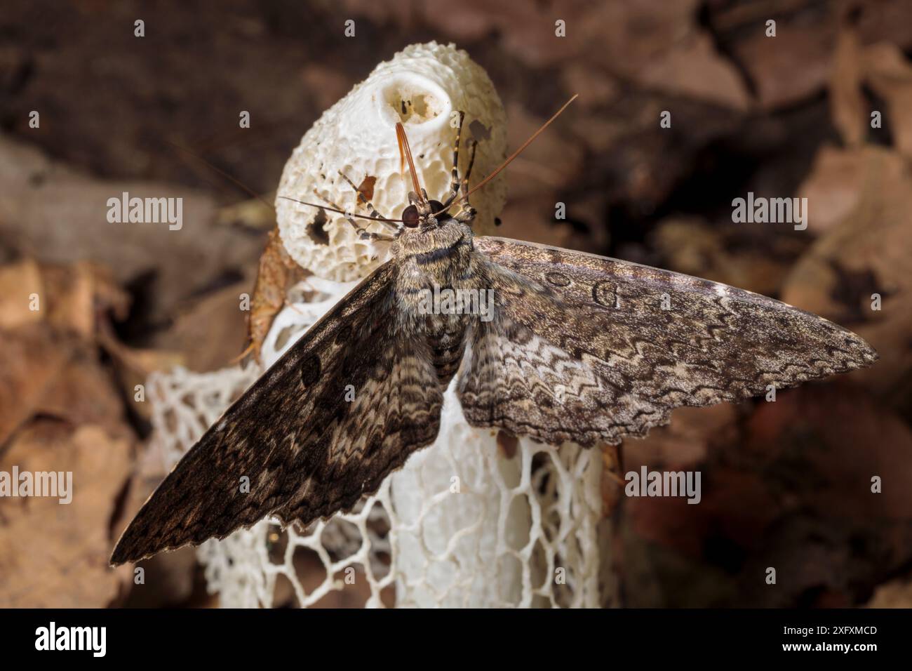 Spores dispersal hi-res stock photography and images - Alamy