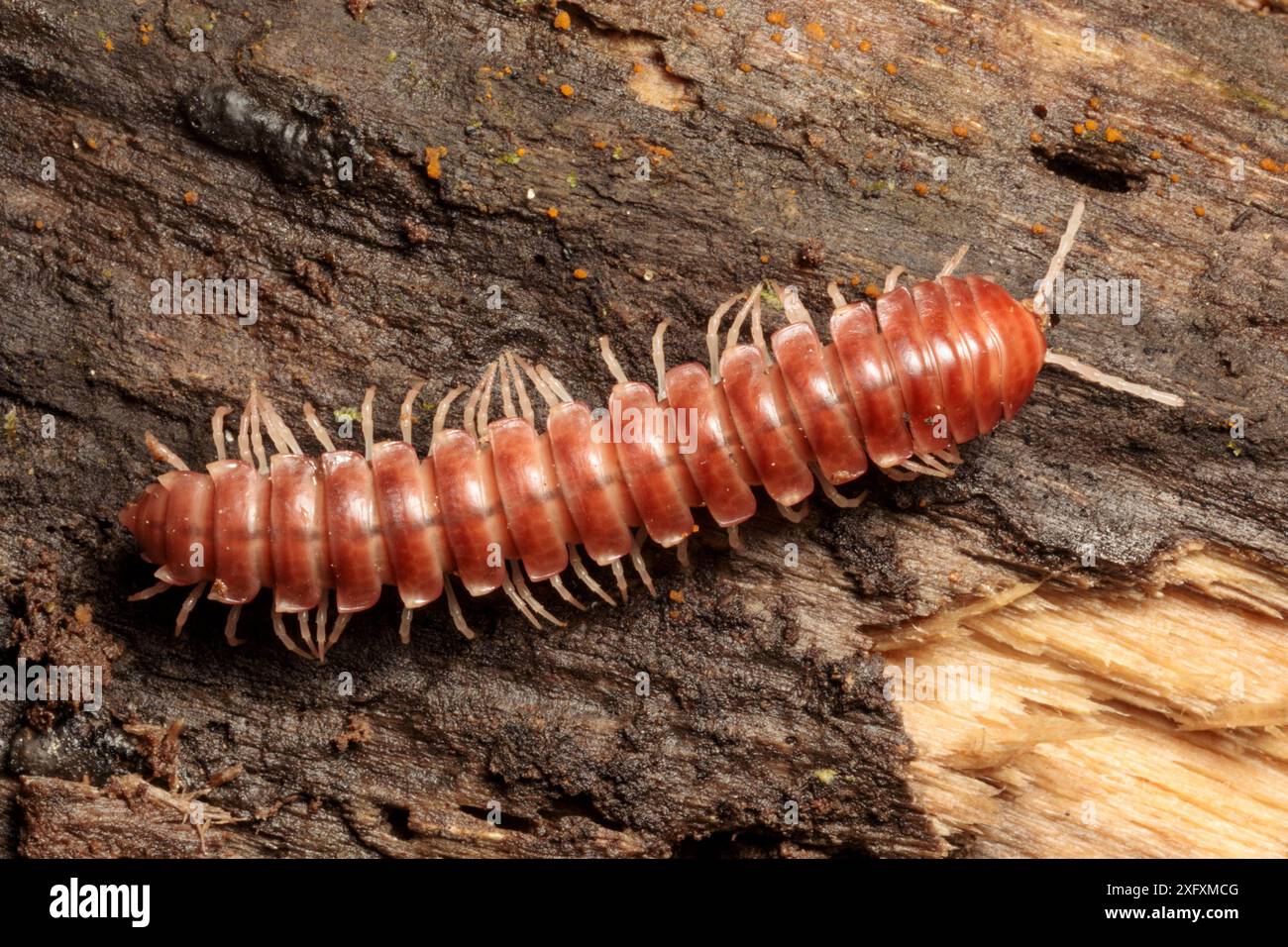 Tractor Millipede (Diplopoda) Manu Biosphere Reserve, Amazonia, Peru ...