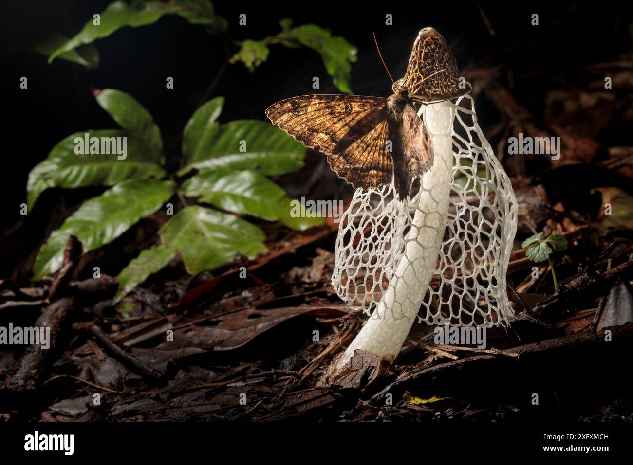 Animal phallus hi-res stock photography and images - Alamy