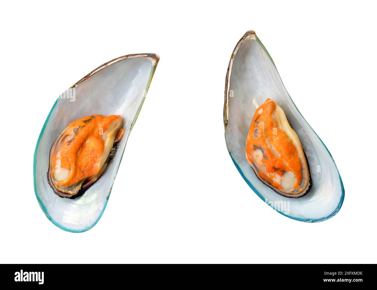 Top view set of green mussels is isolated on white background with ...