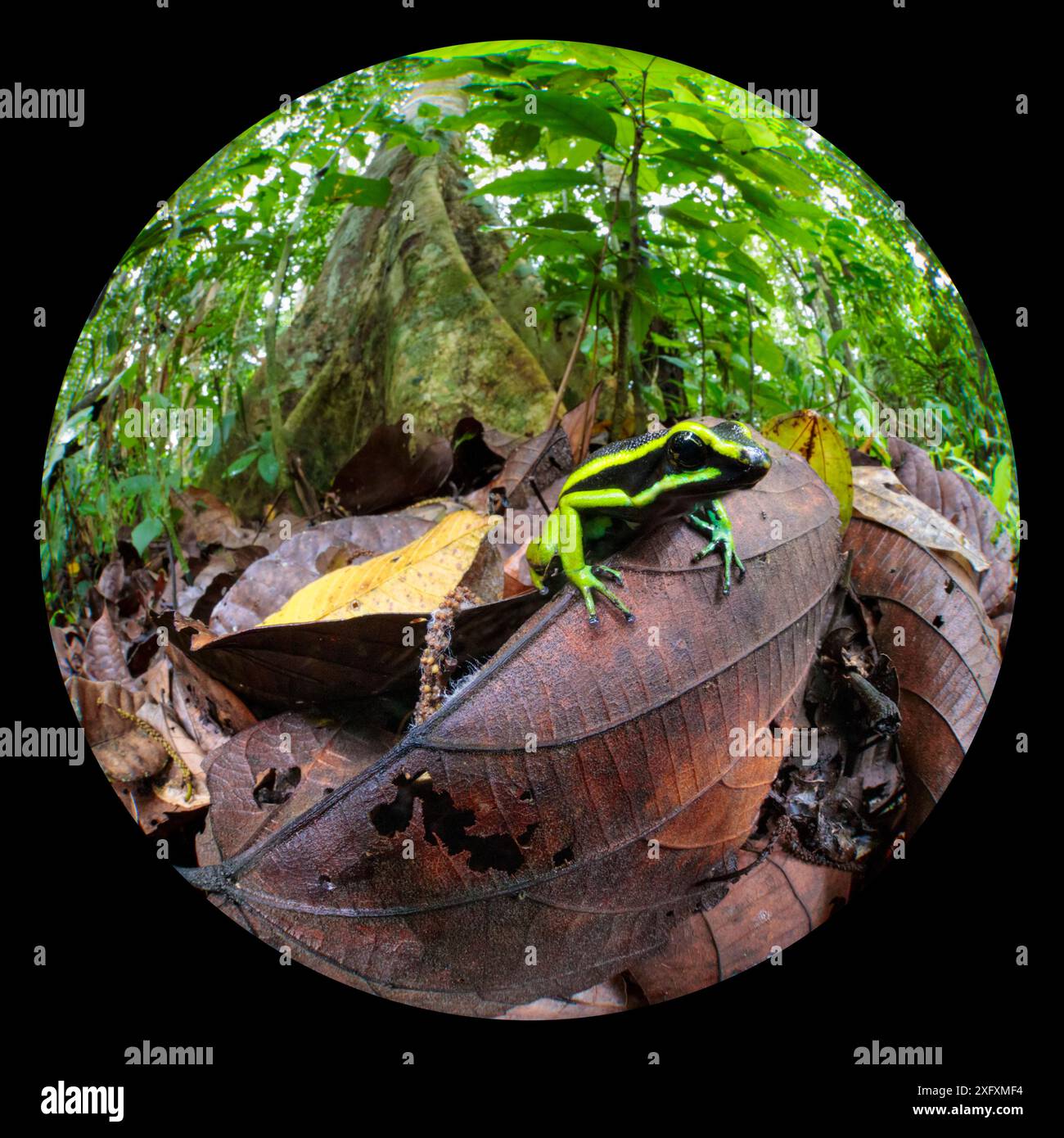 Three-striped poison frog (Ameerega trivittata) amongst leaf litter on ...