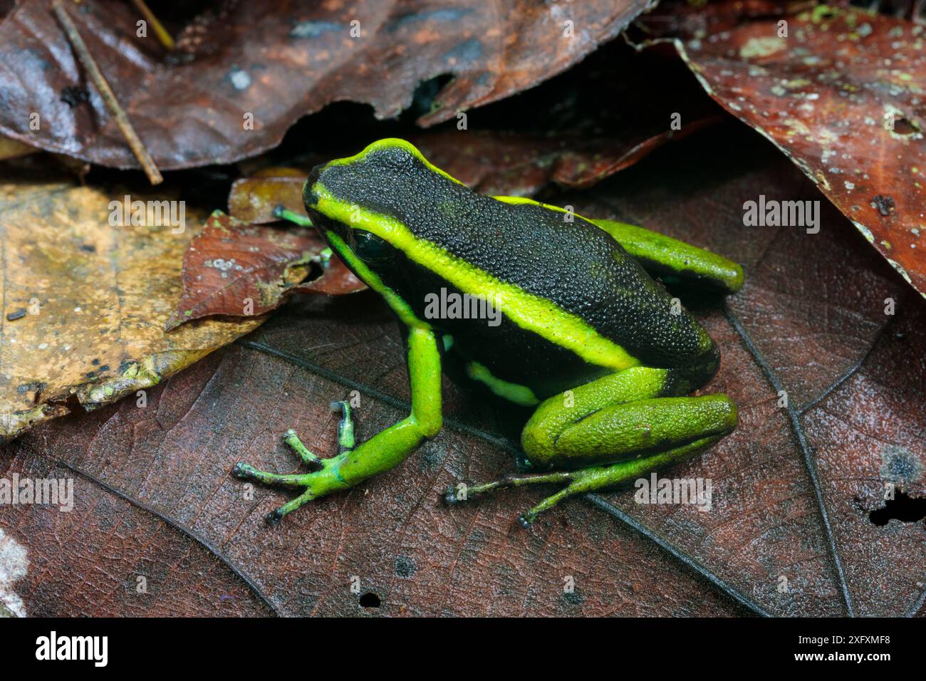 Three-striped poison frog (Ameerega trivittata) amongst leaf litter on ...