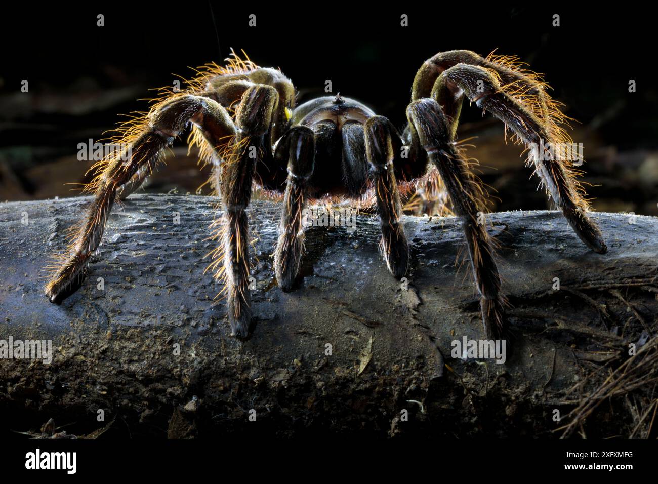 Chicken Spider (Pamphobeteus sp.), a huge tarantula discovered next to ...
