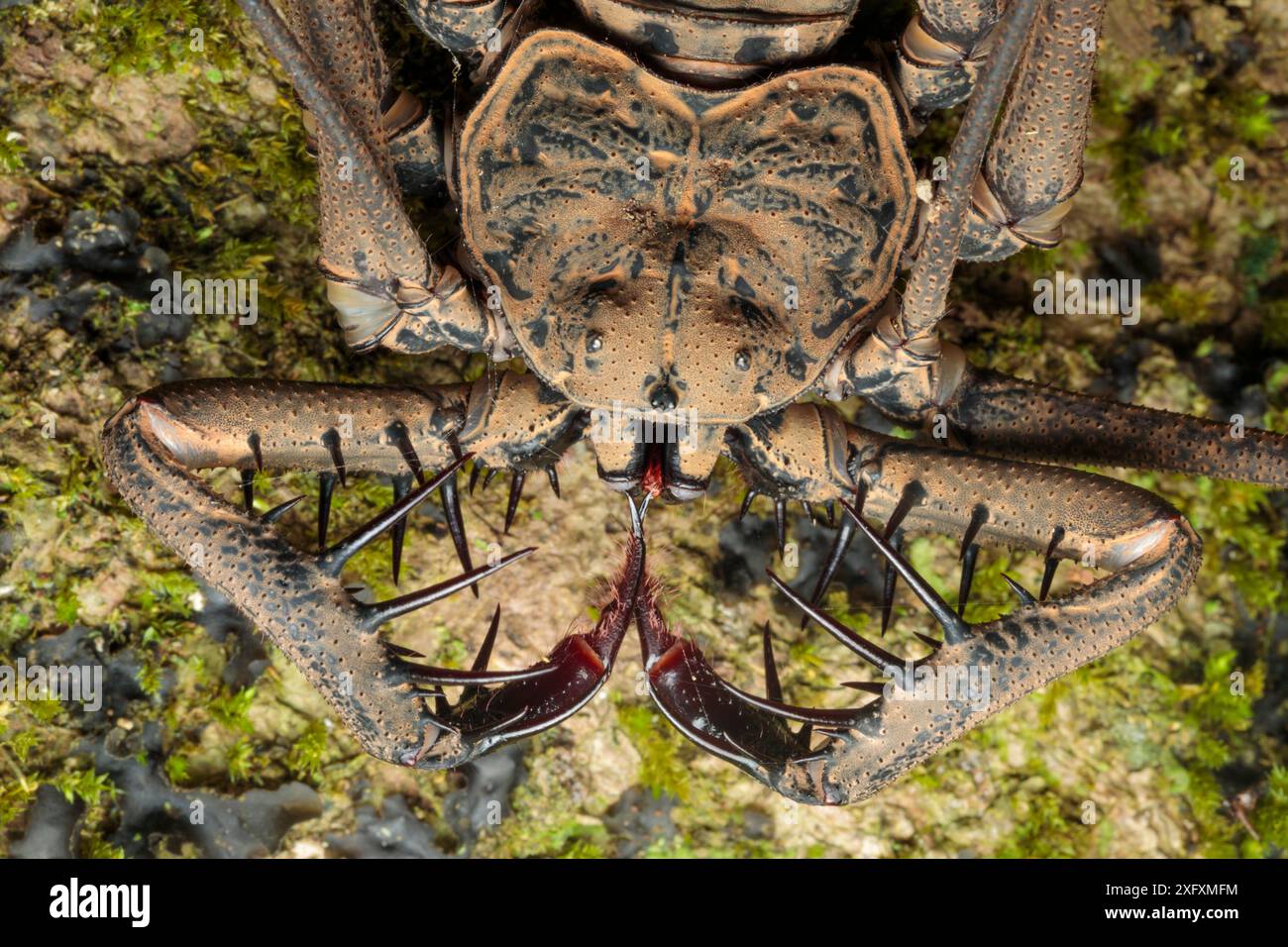 Invertebrate prey seen hi-res stock photography and images - Alamy