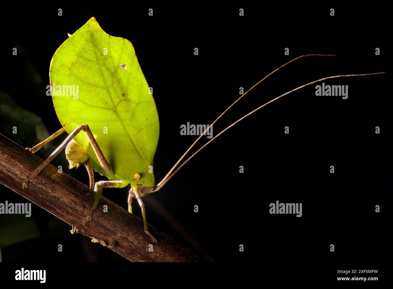 Leaf-mimicking Katydid (Tettigoniidae) female ovipositing into palm ...