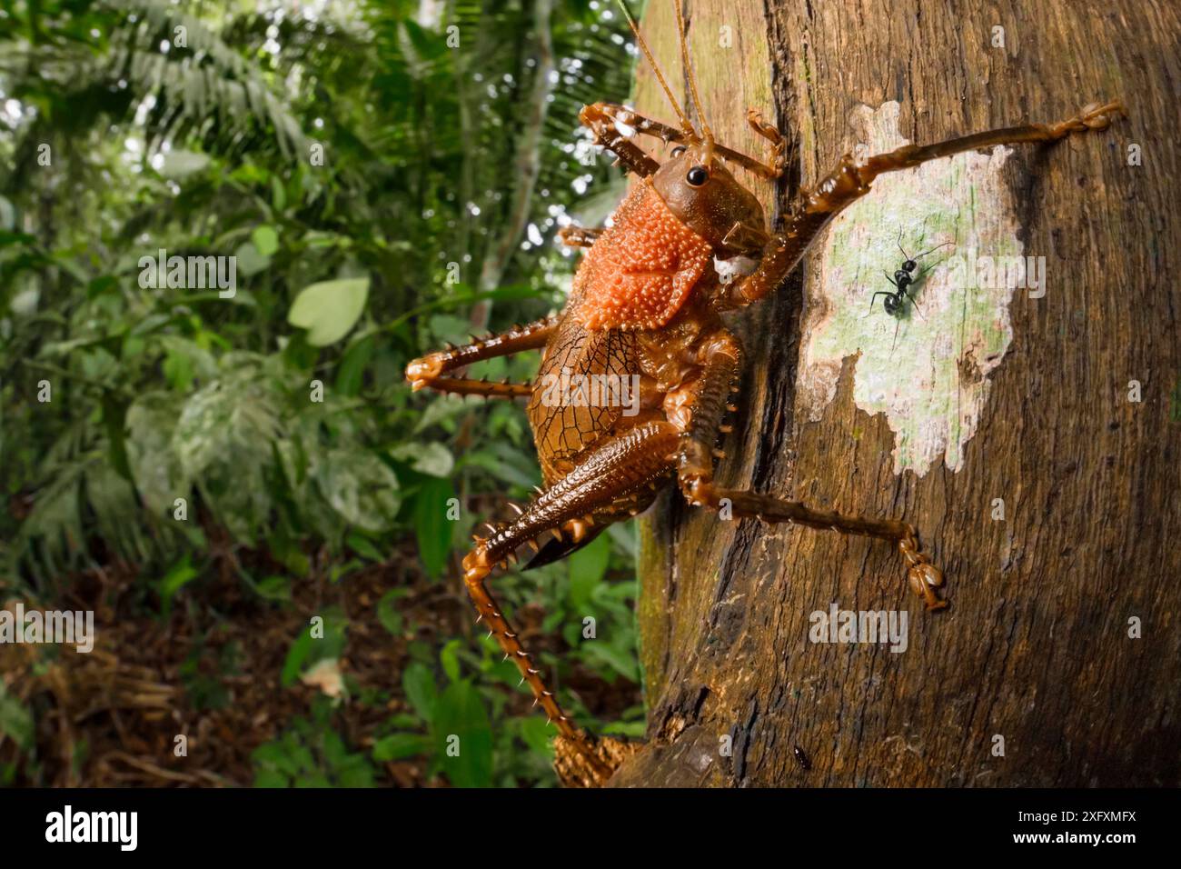 Panoploscelis sp hi-res stock photography and images - Alamy