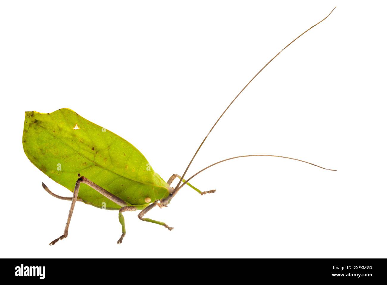 Leaf-mimicking Katydid (Tettigoniidae) photographed on a white ...