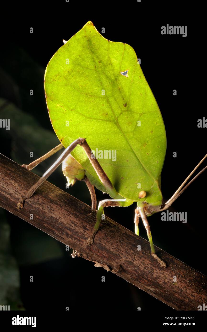 Leaf-mimicking Katydid (Tettigoniidae) female ovipositing into palm ...