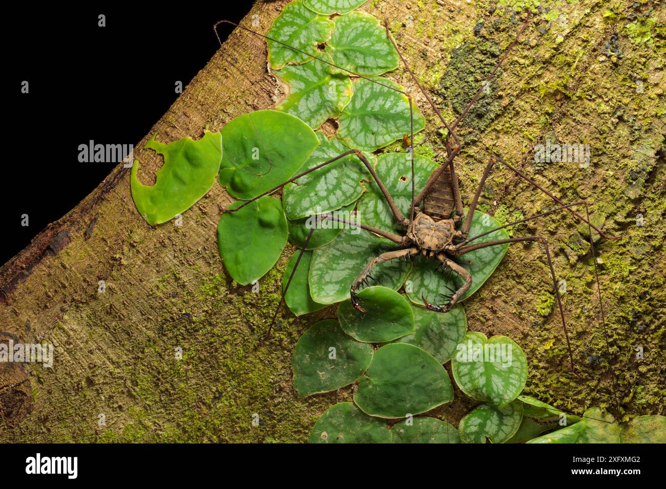 Raptorial pedipalps hi-res stock photography and images - Alamy