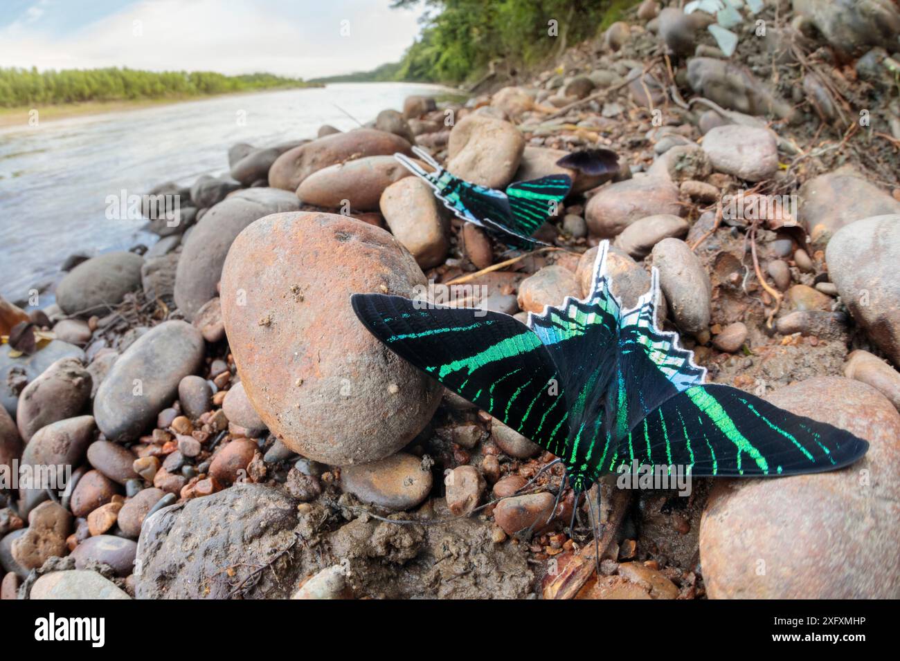 Green-banded urania moth (Urania leilus) moths drinking salts from ...