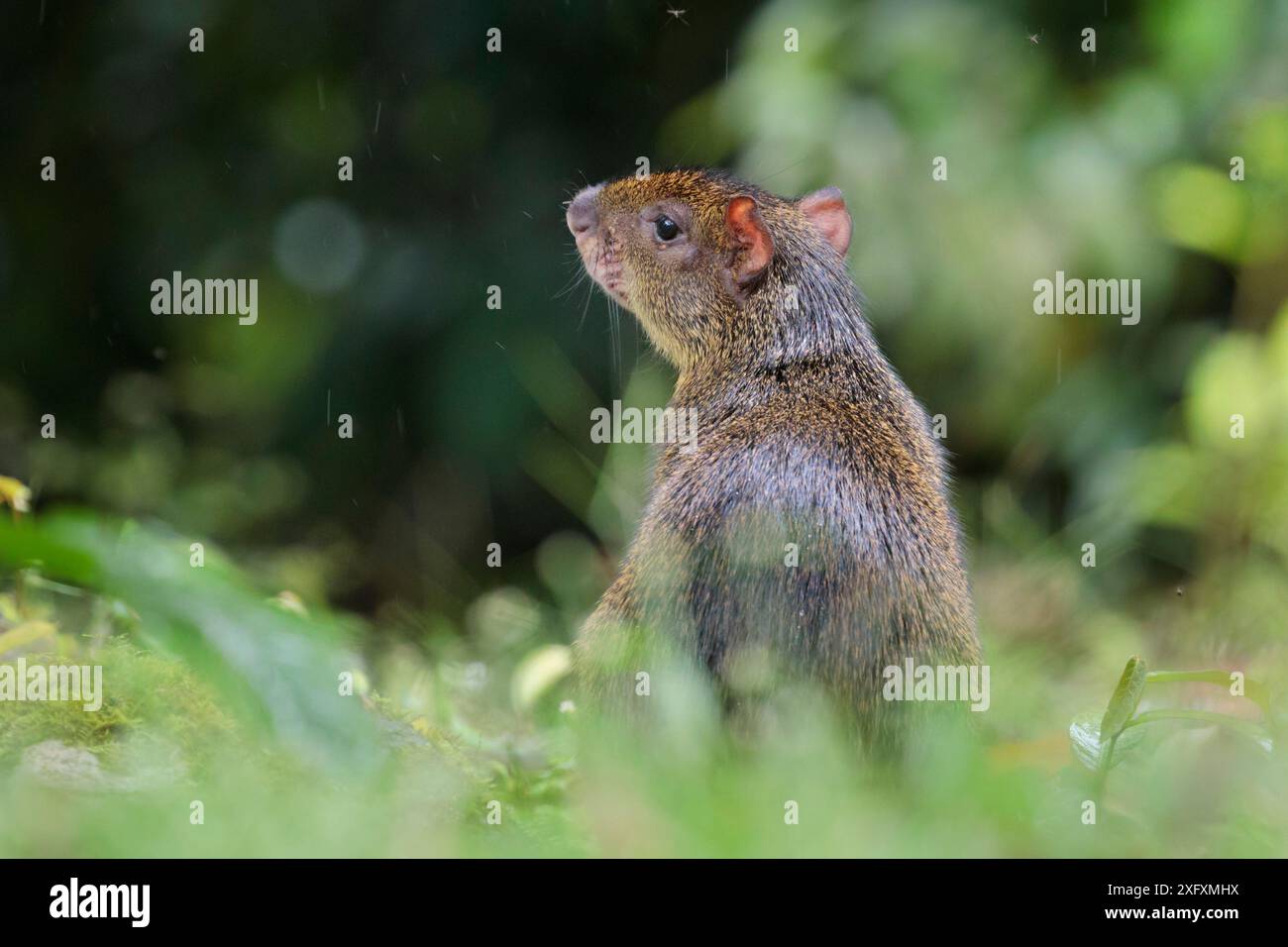 Brown Agouti (Dasyprocta variegata) in cloud forest, Manu Biosphere ...