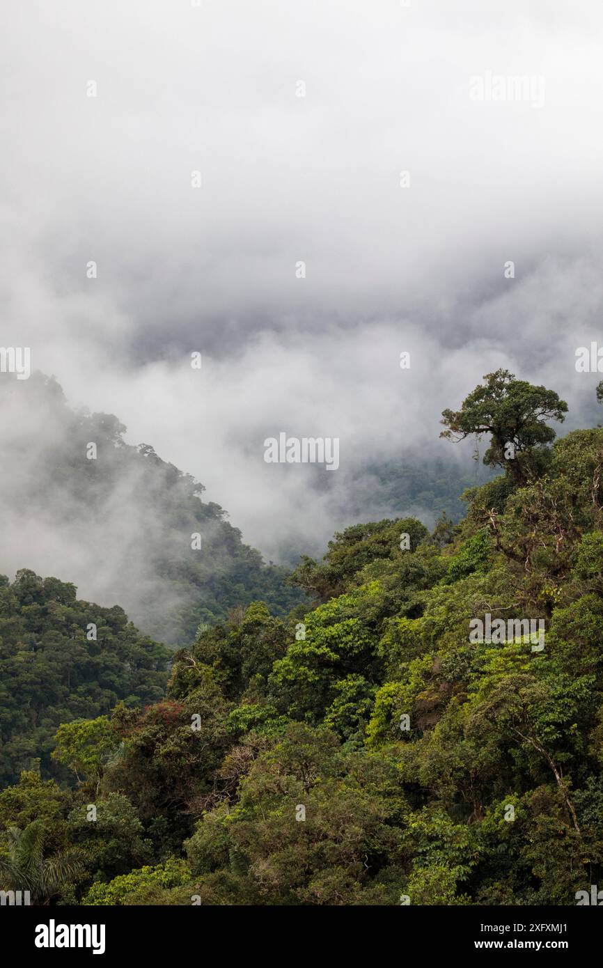 Cloud Forest, Manu Biosphere Reserve, Amazonia, Peru Stock Photo - Alamy