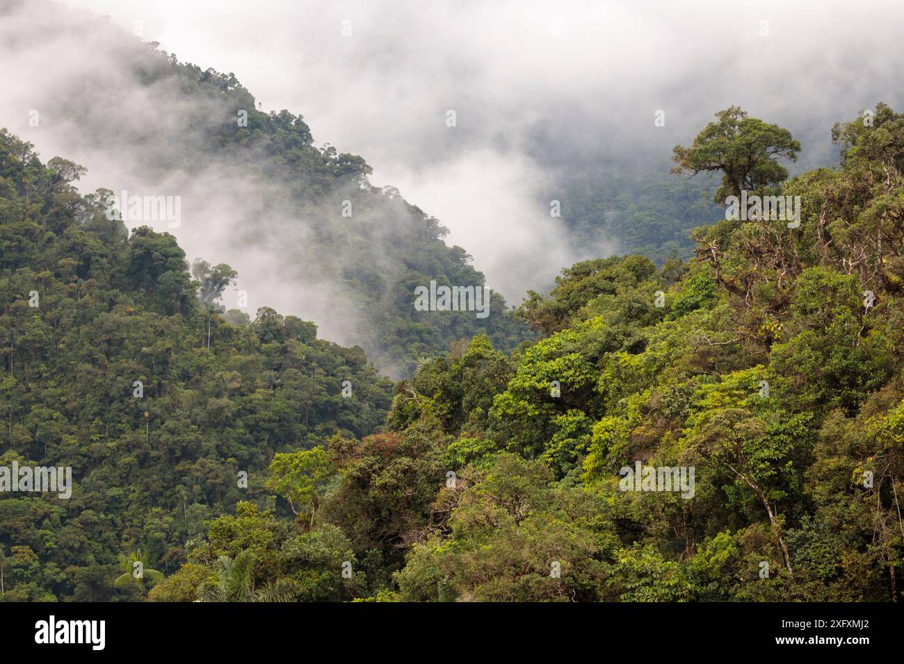 Cloud Forest, Manu Biosphere Reserve, Amazonia, Peru Stock Photo - Alamy