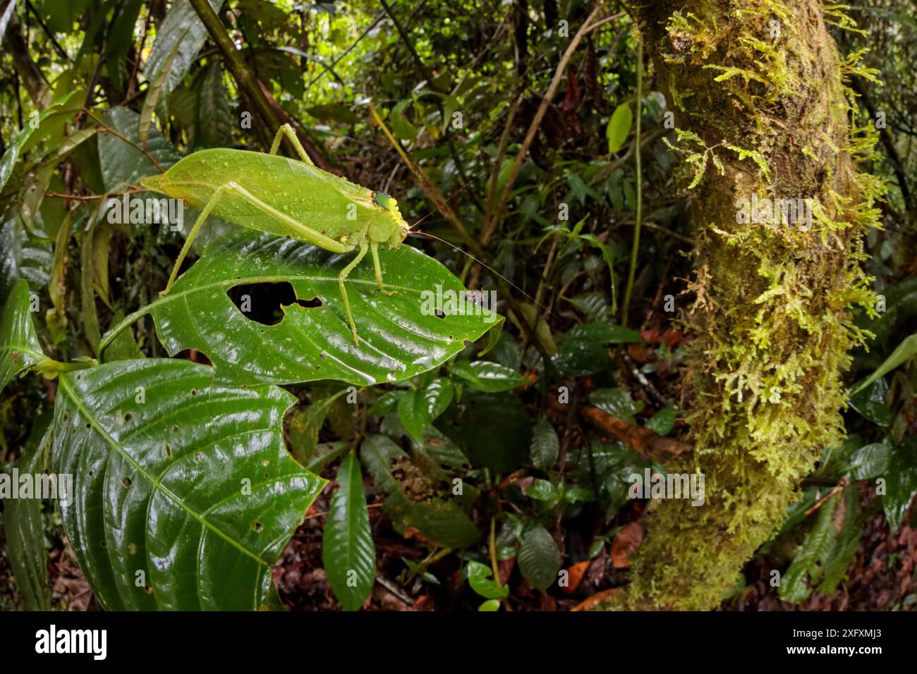 Katydid / Bush Cricket (Tettigoniidae) camouflaged amongst cloud forest ...
