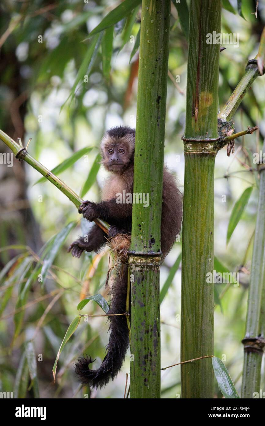 Brown / Tufted Capuchin (Cebus apella) juvenile in cloud forest, Manu ...
