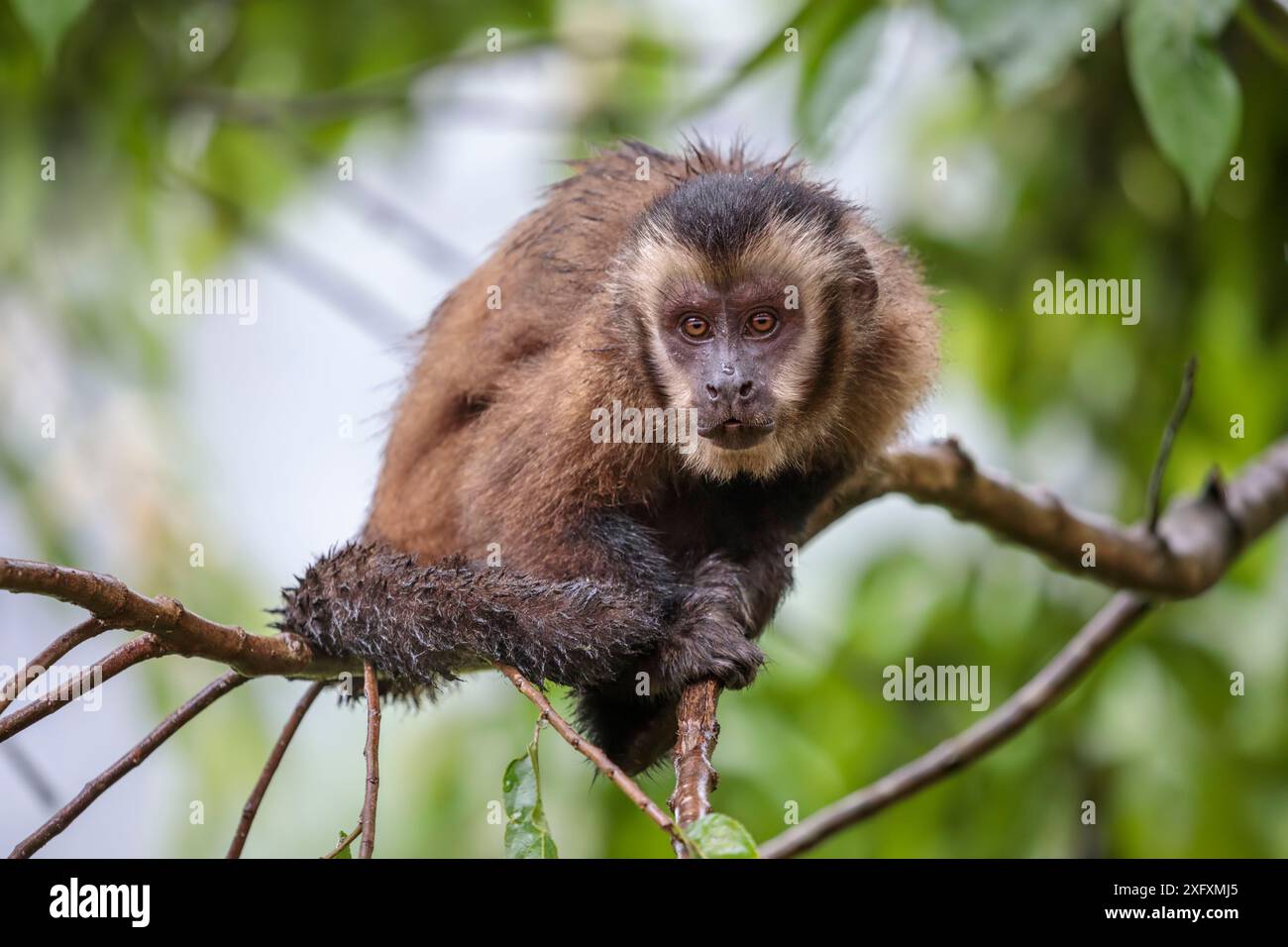 Brown / Tufted Capuchin (Cebus apella) in cloud forest, Manu Biosphere ...