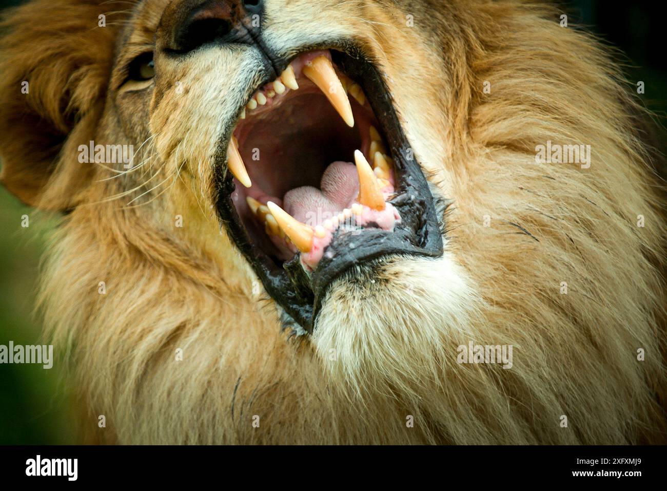 Lion (Panthera leo) close up of teeth while its snarling, captive Stock ...