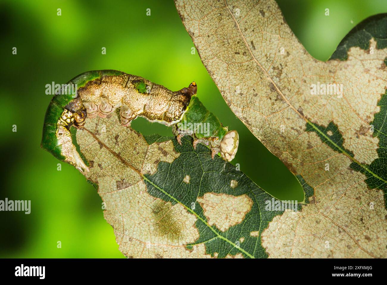 Moth larvas hi-res stock photography and images - Alamy