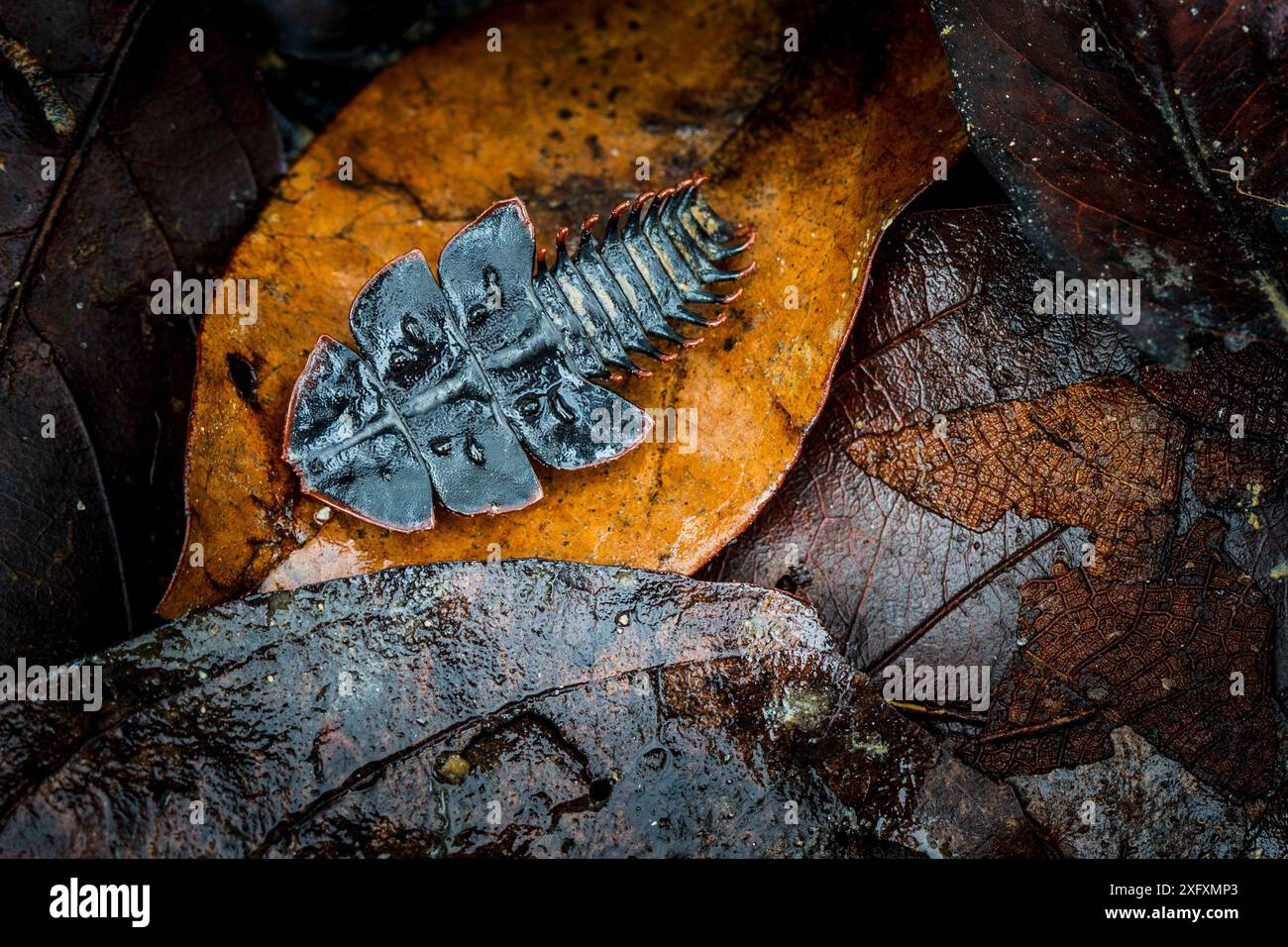 Trilobite beetle, (Duliticola hoiseni) Kinabalu National Park, Sabah ...